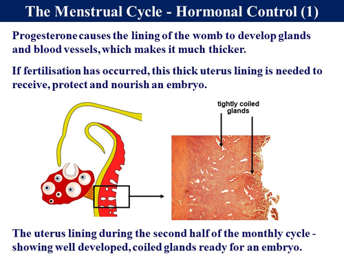 Bio5.2 Hormones & Fertility 1 - The Menstrual Cycle | Teaching Resources