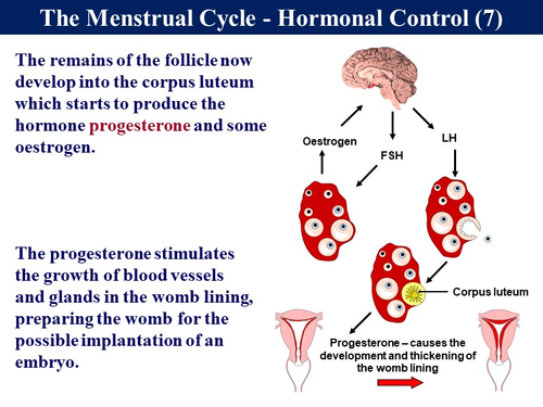 Bio5.2 Hormones & Fertility 1 - The Menstrual Cycle | Teaching Resources