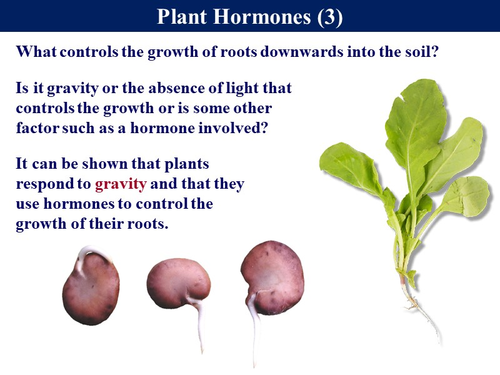 Bio5.5 Plant Growth & Hormones | Teaching Resources