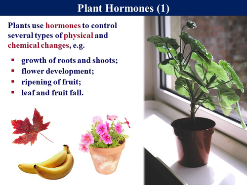 Bio5.5 Plant Growth & Hormones | Teaching Resources