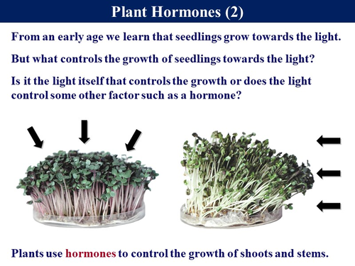 Bio5.5 Plant Growth & Hormones | Teaching Resources