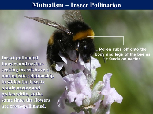 Bio2.d Mutualism & Parasitism | Teaching Resources