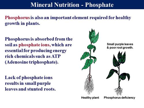 Bio3.10 Plants Need Minerals | Teaching Resources