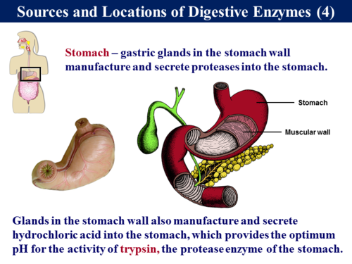 B5.e Digestion | Teaching Resources