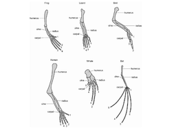 B2 - Topic 3 - The Fossil Record | Teaching Resources