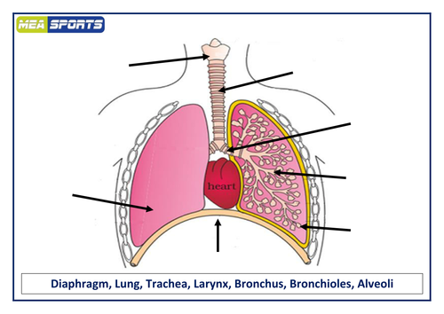 AQA GCSE PE new specification - The Respiratory System by emmanearyy ...