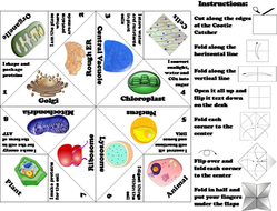 Cell Organelles Cootie Catchers | Teaching Resources