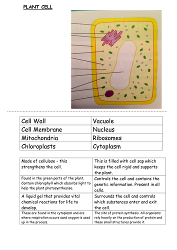 AQA 2016 Cell Biology- Cells | Teaching Resources