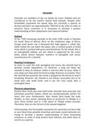 Non-chronological report - cheetahs | Teaching Resources