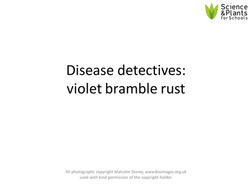 New GCSE Biology - plant disease practical - violet bramble rust ...