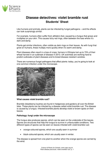 New GCSE Biology - plant disease practical - violet bramble rust ...