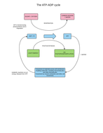 ATP+ADP cycle diagram | Teaching Resources