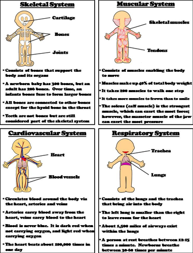 Human Body Systems Accordion Booklet | Teaching Resources