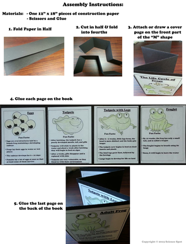 Frog Life Cycle Accordion Booklet | Teaching Resources