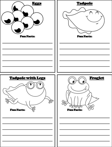 Frog Life Cycle Accordion Booklet | Teaching Resources