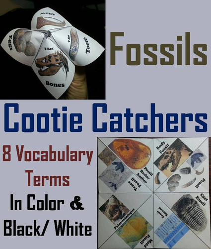 Fossils Task Cards, PowerPoint and Activities Bundle | Teaching Resources