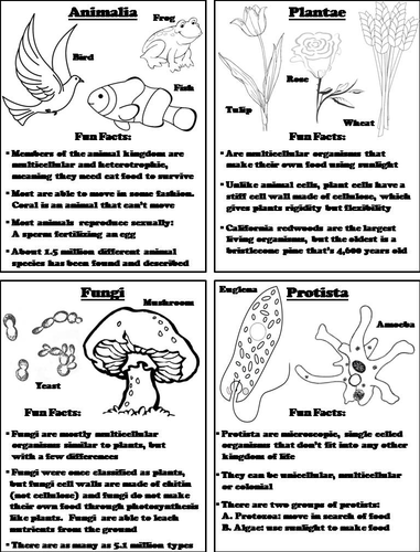 Six Kingdoms of Life Accordion Booklet | Teaching Resources
