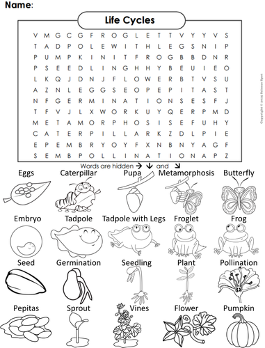 Life Cycles | Teaching Resources