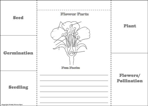 Plant Life Cycle Lapbook | Teaching Resources