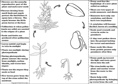 Plant Life Cycle Lapbook | Teaching Resources
