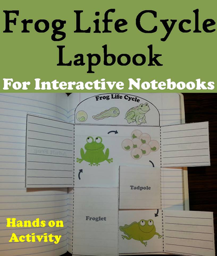 Frog Life Cycle Lapbook | Teaching Resources