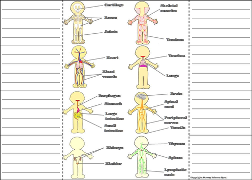 Human Body Systems Lapbook | Teaching Resources