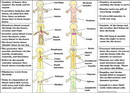 Human Body Systems Lapbook | Teaching Resources