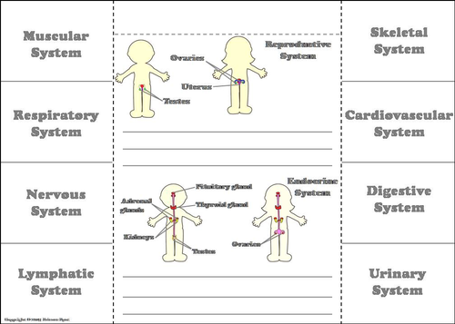 Human Body Systems Lapbook | Teaching Resources
