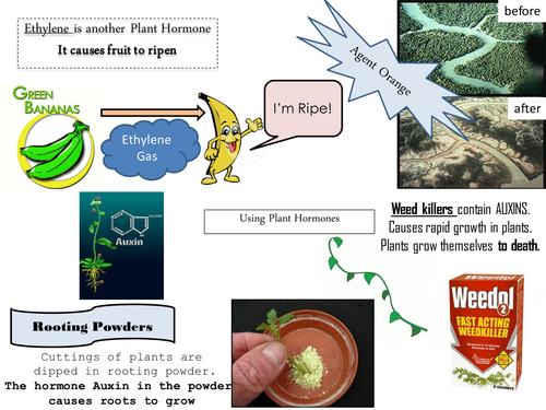 GCSE AQA Plant Hormones | Teaching Resources