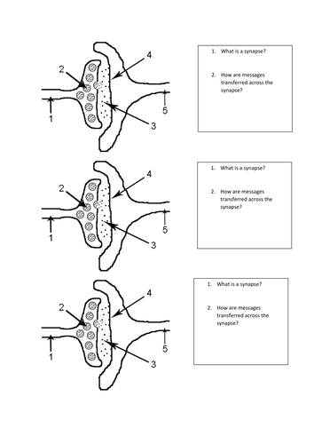 GCSE AQA Nervous System | Teaching Resources GCSE AQA Nervous System | Teaching Resources