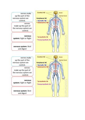 GCSE AQA Nervous System | Teaching Resources