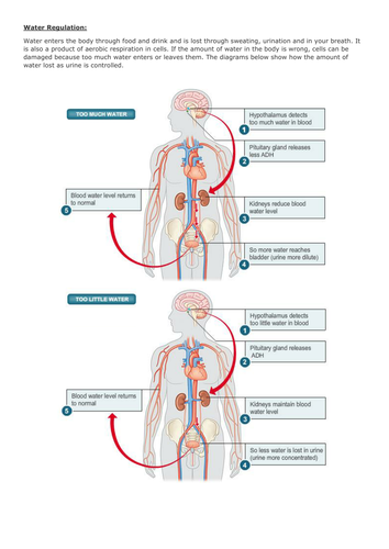 Biology Hollywood Homeostasis Coordination and Control | Teaching Resources