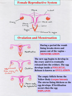 B1 AQA Hormonal Control of Fertility (Menstrual Cycle) | Teaching Resources