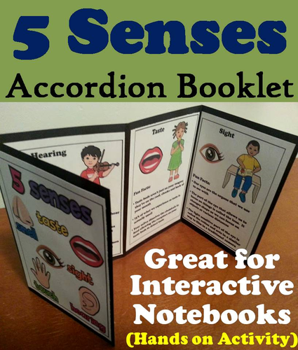 Five Senses Accordion Booklet | Teaching Resources