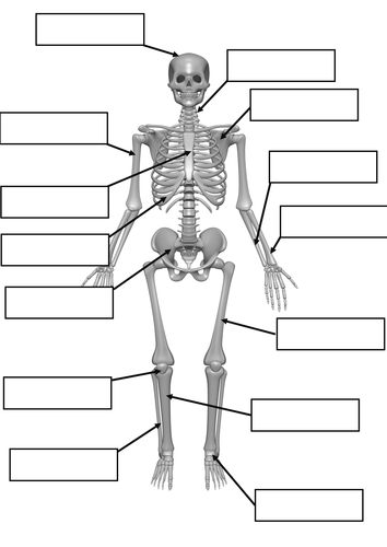 (AQA) GCSE PE 3.1.1.1 Lesson 1 Bone names and locations | Teaching ...