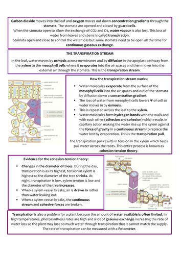 Biology AS Level OCR Revision Notes - Transport in Plants by NathanDPW ...