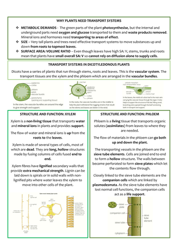 Biology AS Level OCR Revision Notes - Transport in Plants | Teaching ...