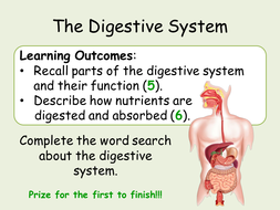 KS3 Food and Digestion | Teaching Resources