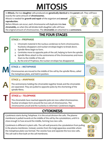 Biology AS Level OCR Revision Notes - Cell Division | Teaching Resources