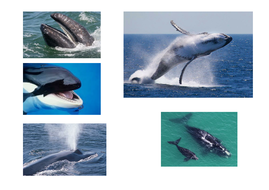 Non chronological report on whales | Teaching Resources