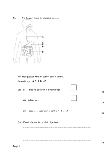 Human digestive system - NEW GCSE | Teaching Resources