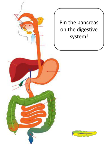 Human digestive system - NEW GCSE by hannahradford - Teaching Resources ...