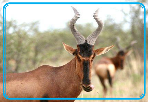 50 A4 ANIMAL FACTS POSTERS -DISPLAY EARLY YEARS KS1 SCIENCE | Teaching ...