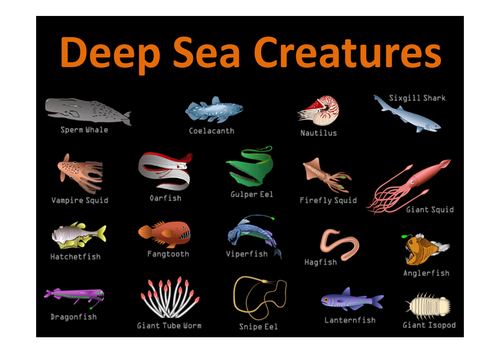 UNDER THE SEA / SEA LIFE TEACHING RESOURCE TEACHING RESOURCES ANIMALS ...