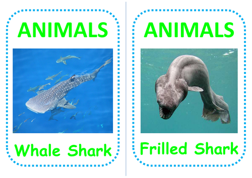 SHARKS TOPIC RESOURCES SCIENCE ANIMALS EYFS KS 1-2 SEALIFE | Teaching ...