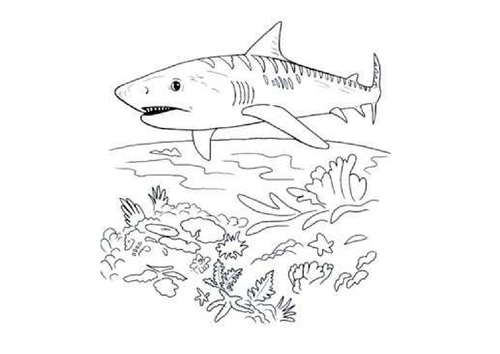 SHARKS TOPIC RESOURCES SCIENCE ANIMALS EYFS KS 1-2 SEALIFE | Teaching ...