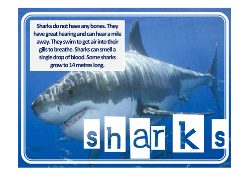 SHARKS TOPIC RESOURCES SCIENCE ANIMALS EYFS KS 1-2 SEALIFE | Teaching ...