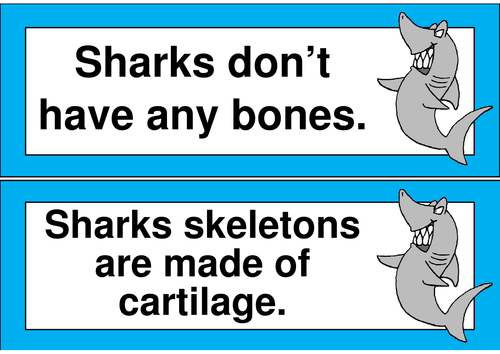 SHARKS TOPIC RESOURCES SCIENCE ANIMALS EYFS KS 1-2 SEALIFE | Teaching ...