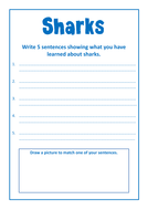 SHARKS TOPIC RESOURCES SCIENCE ANIMALS EYFS KS 1-2 SEALIFE | Teaching ...
