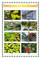 KS1 Science evergreen and deciduous trees activity | Teaching Resources